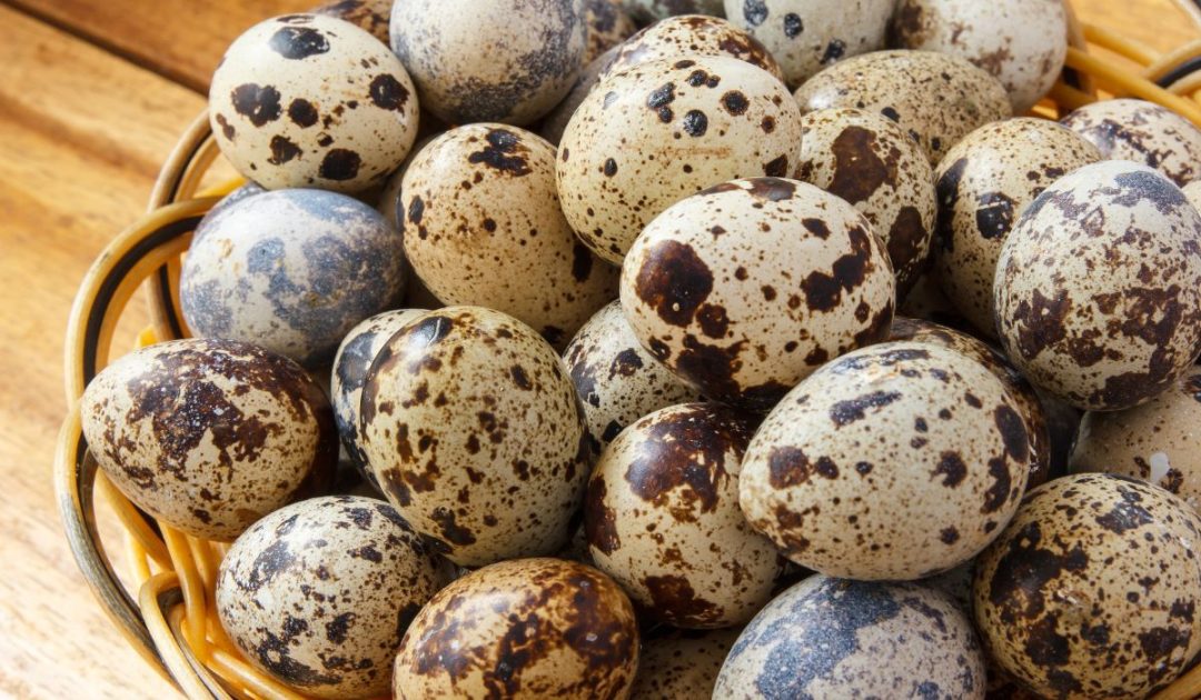 6 Types of Animal Eggs & the Animals That Lay Them – Nayturr