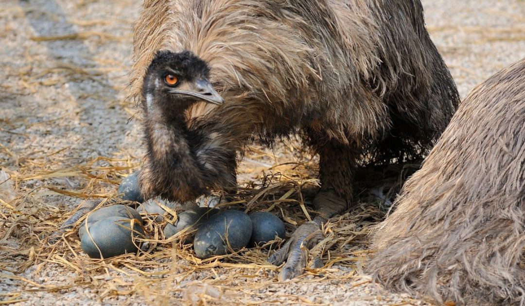 6 Types of Animal Eggs & the Animals That Lay Them – Nayturr