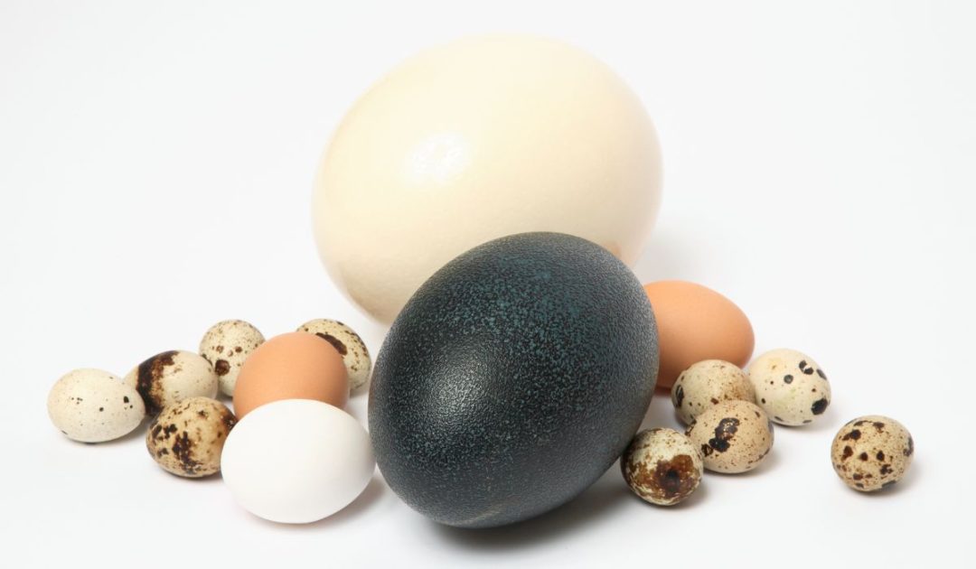 6 Types of Animal Eggs & the Animals That Lay Them – Nayturr