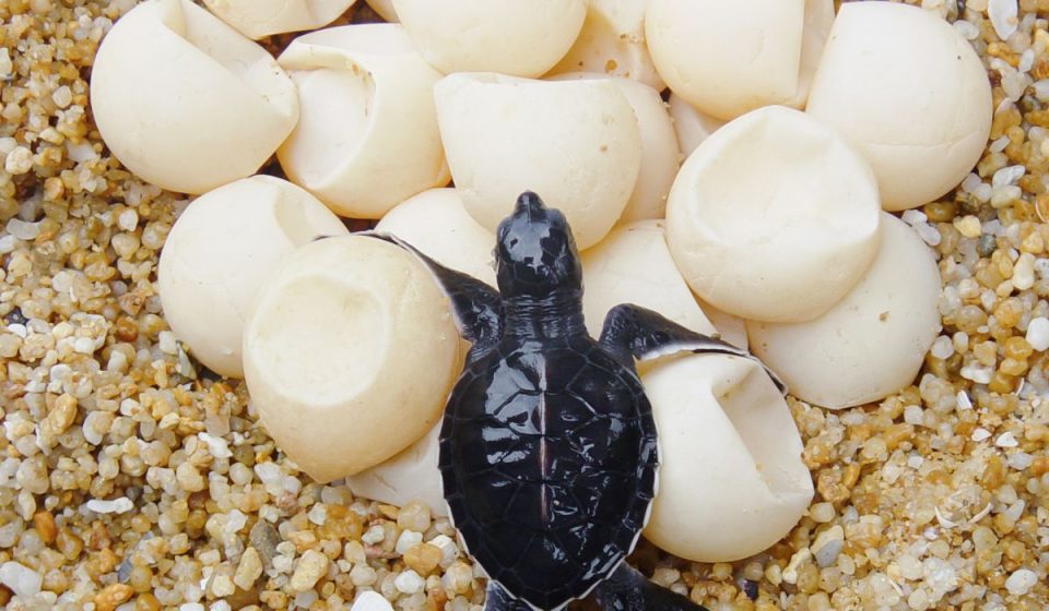 6 Types of Animal Eggs & the Animals That Lay Them – Nayturr