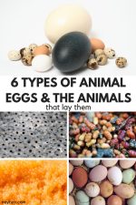 6 Types of Animal Eggs & the Animals That Lay Them – Nayturr
