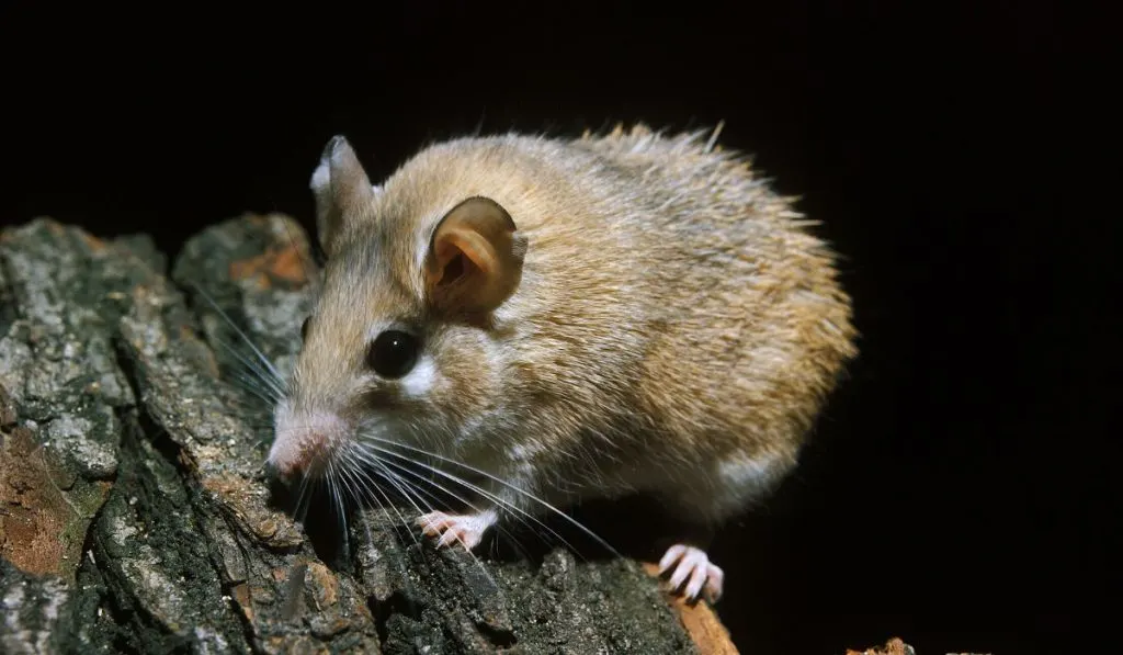 Which Animals Have Periods Menstruate Besides Humans Nayturr