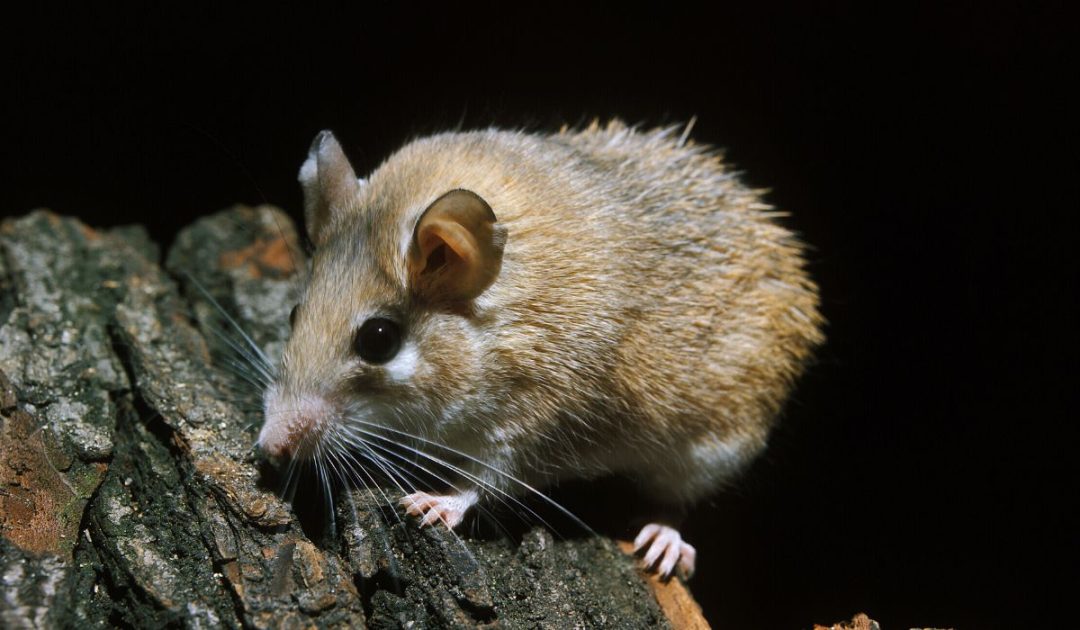Which Animals Have Periods/Menstruate Besides Humans? – Nayturr