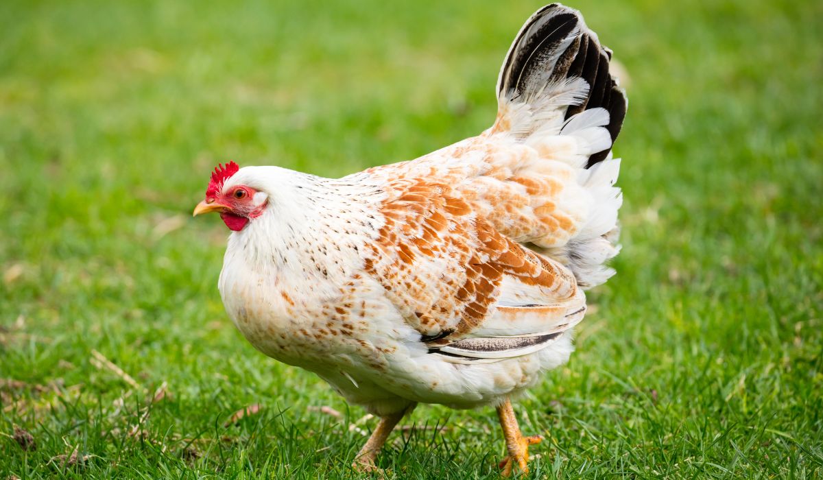 Which Animals Have Periods/Menstruate Besides Humans? – Nayturr