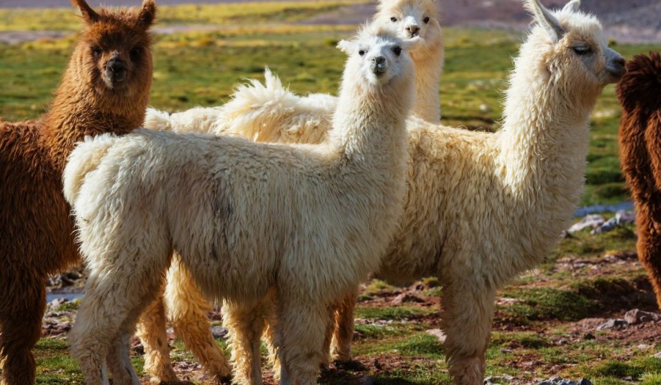 15 Animals With Multiple Stomachs: Why, Where & How Explained – Nayturr