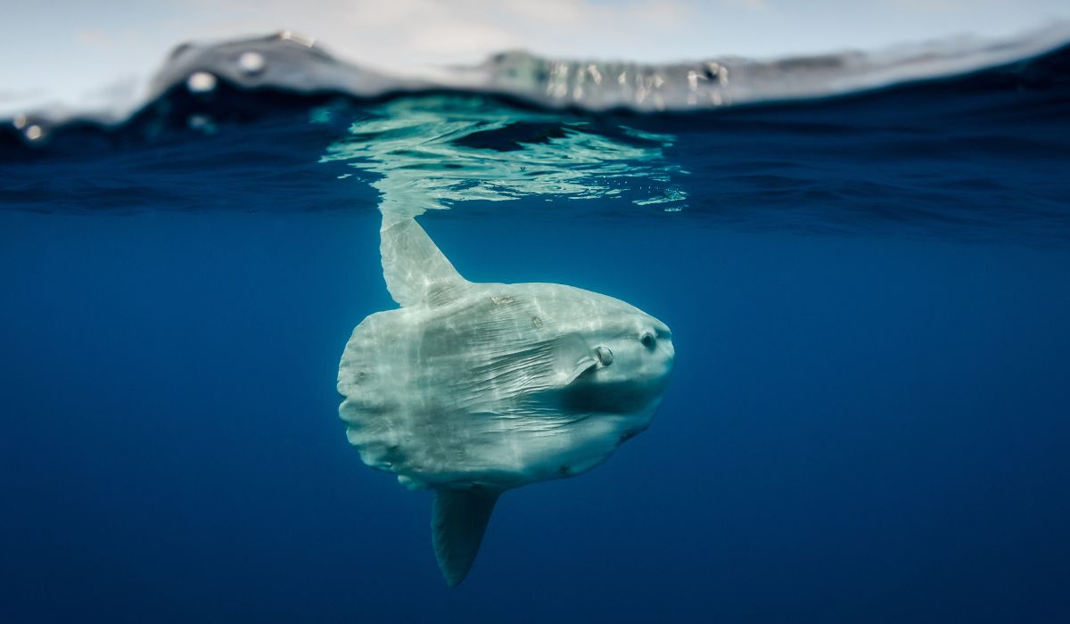 Which Animals Need Heat to Survive? Full List Plus Fun Facts – Nayturr