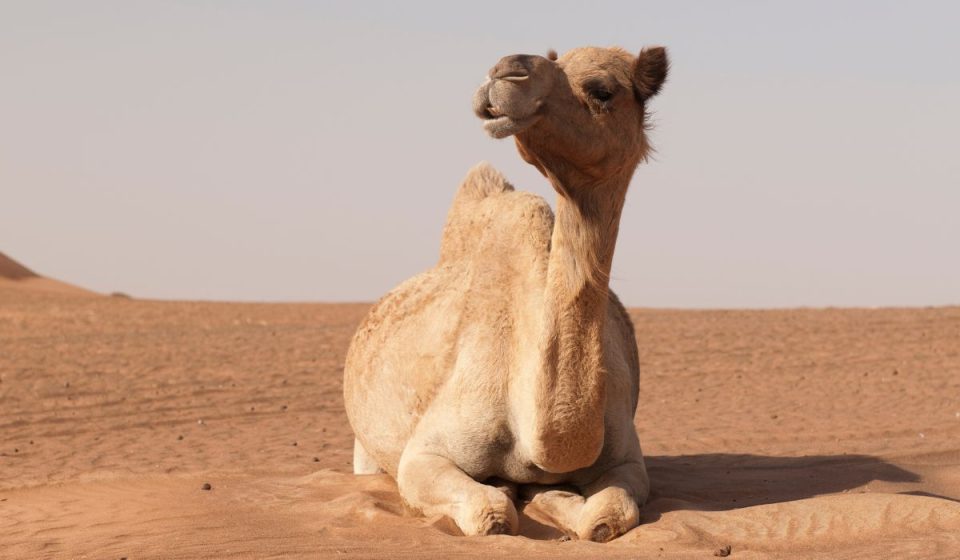 Which Animals Need Heat to Survive? Full List Plus Fun Facts – Nayturr