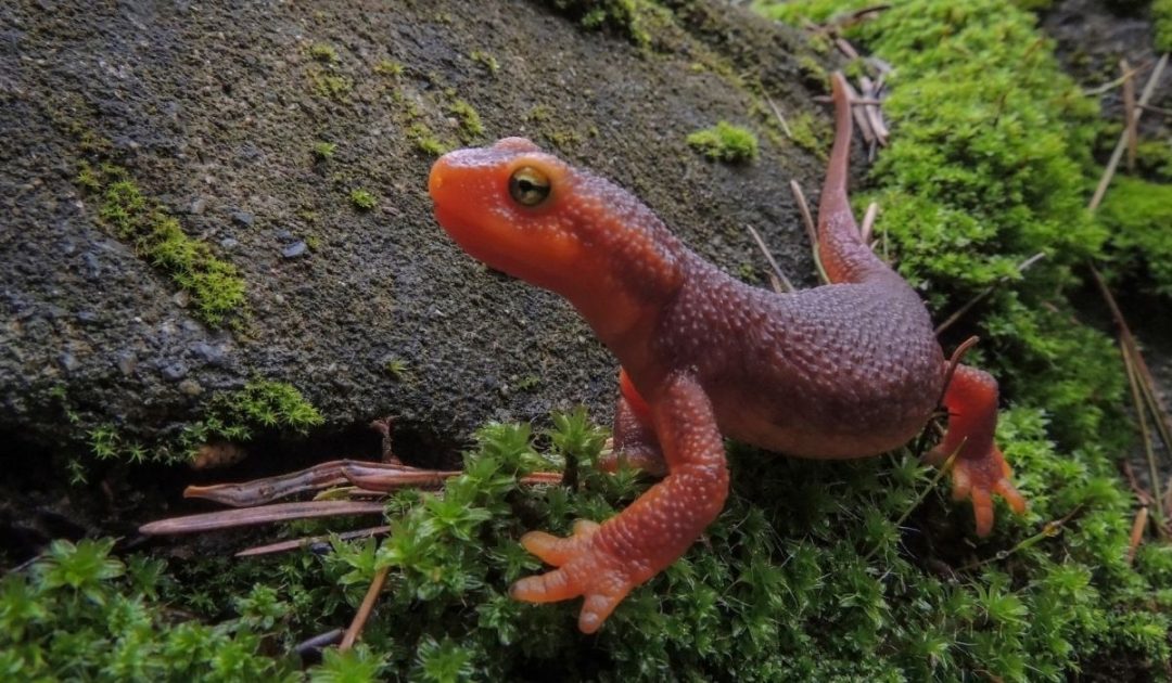 Which Animals Need Heat to Survive? Full List Plus Fun Facts – Nayturr