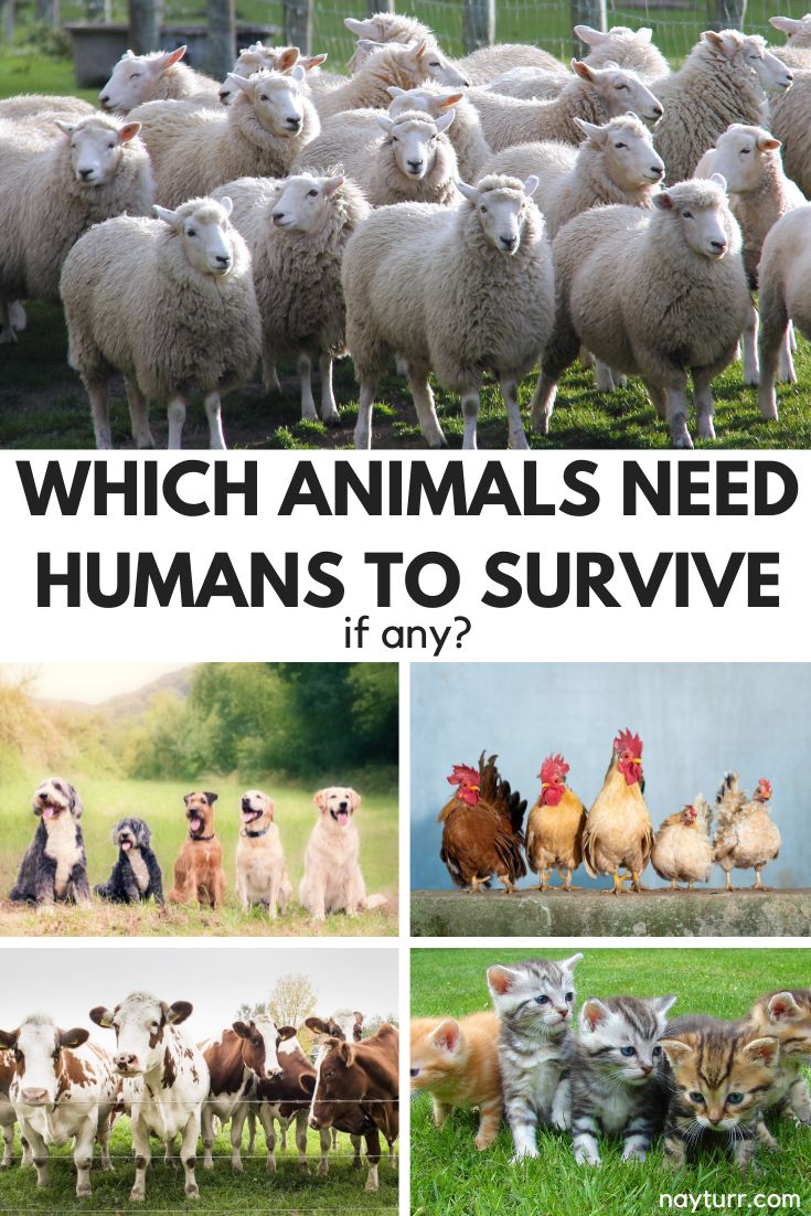 Which Animals Need Humans to Survive, If Any? – Nayturr