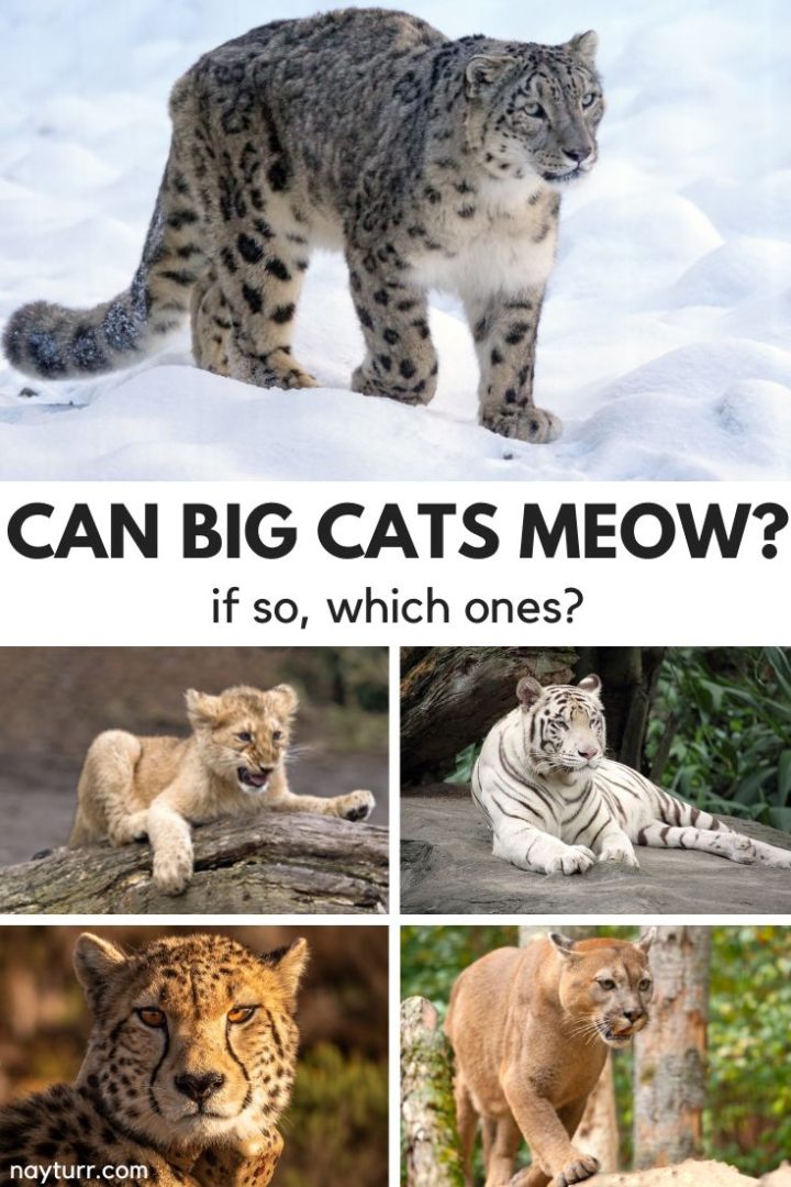 Can Big Cats Meow? Which ones: Lions, Tigers, Etc. Explained – Nayturr