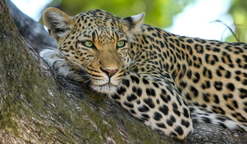 Can Big Cats Purr Which Ones Lions Tigers Etc Explained Nayturr Can Big Cats Purr Which Ones Lions Tigers Etc Explained Nayturr