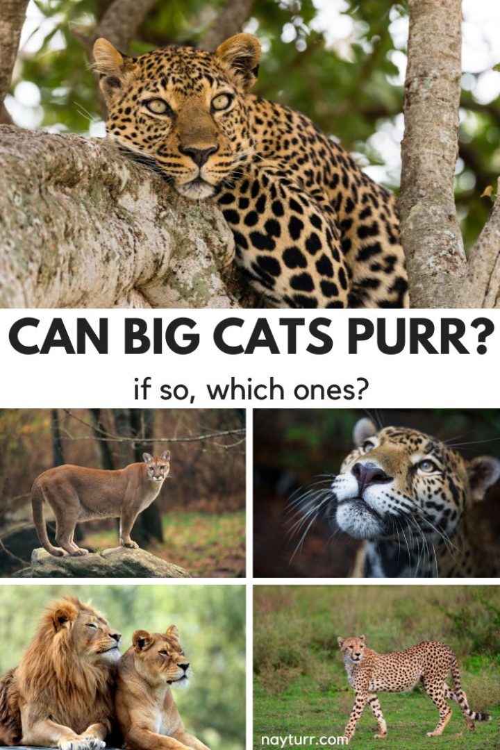 Can Big Cats Purr? Which Ones: Lions, Tigers, etc. Explained – Nayturr