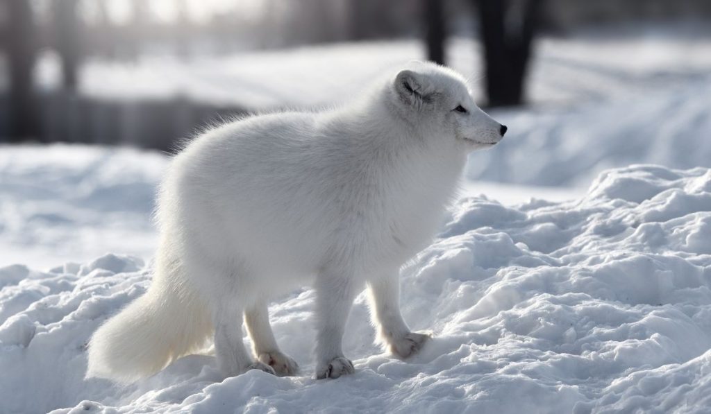 Which Animals Can Only Survive In The Cold, If Any? – Nayturr