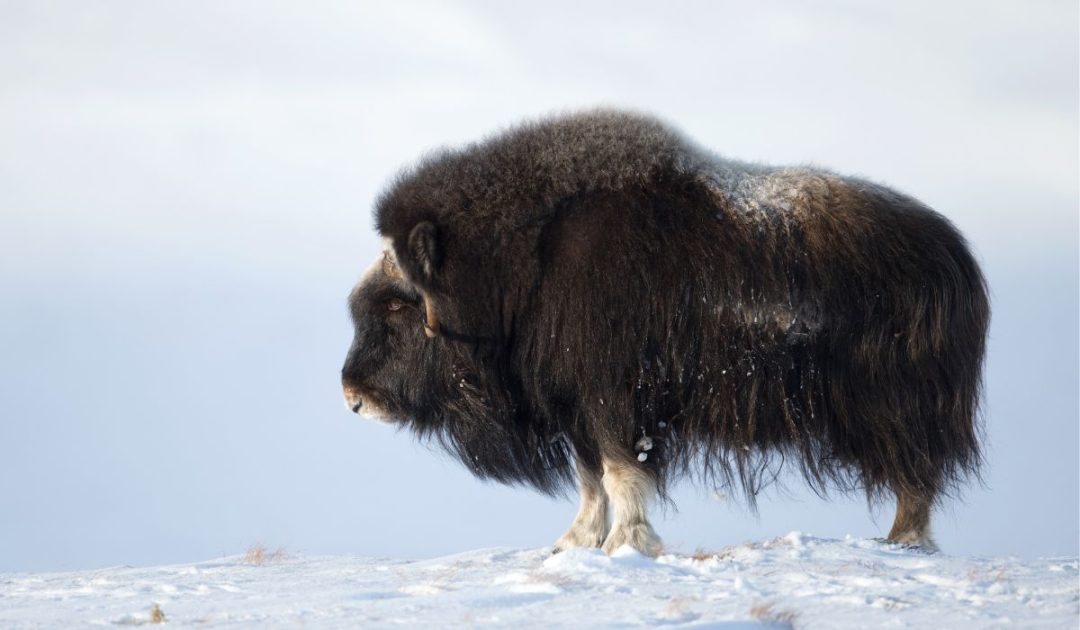 Which Animals Can Only Survive In The Cold, If Any? – Nayturr