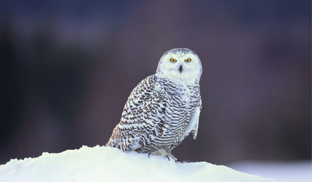 Which Animals Can Only Survive In The Cold, If Any? – Nayturr