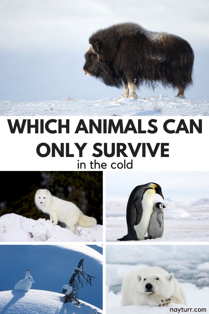 Which Animals Can Only Survive In The Cold, If Any? – Nayturr
