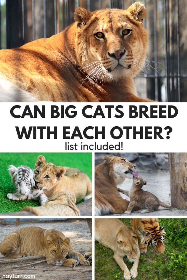 Can Big Cats Breed With Each Other? List Included! – Nayturr