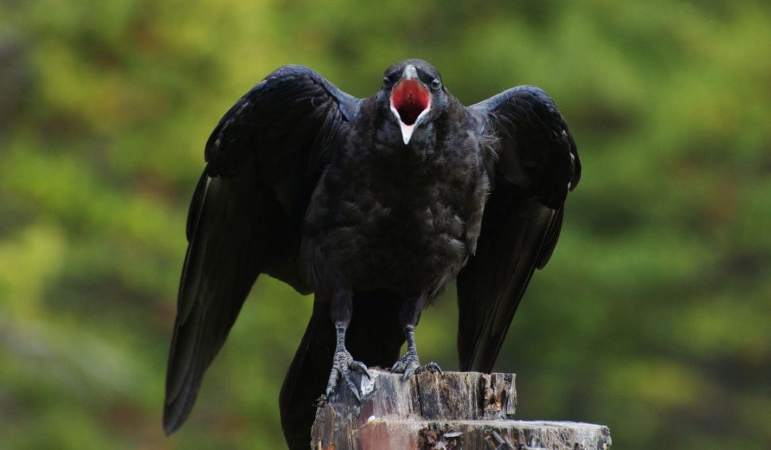 Are Crows Smarter Than Humans? Crow Brain Facts Explained – Nayturr