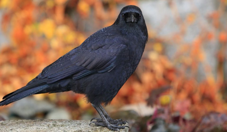 Are Crows Smarter Than Humans? Crow Brain Facts Explained – Nayturr