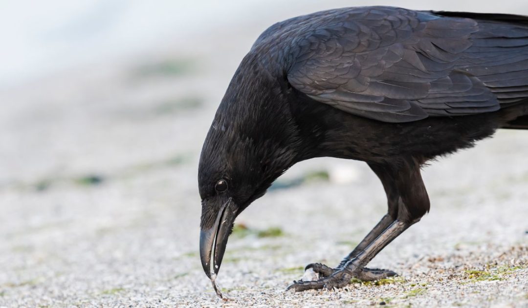 Are Crows Smarter Than Humans? Crow Brain Facts Explained – Nayturr