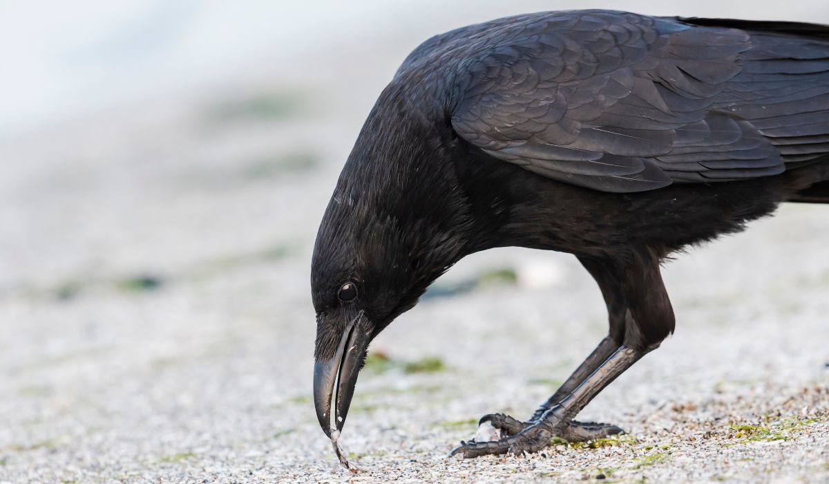 Are Crows Smarter Than Humans? Crow Brain Facts Explained – Nayturr