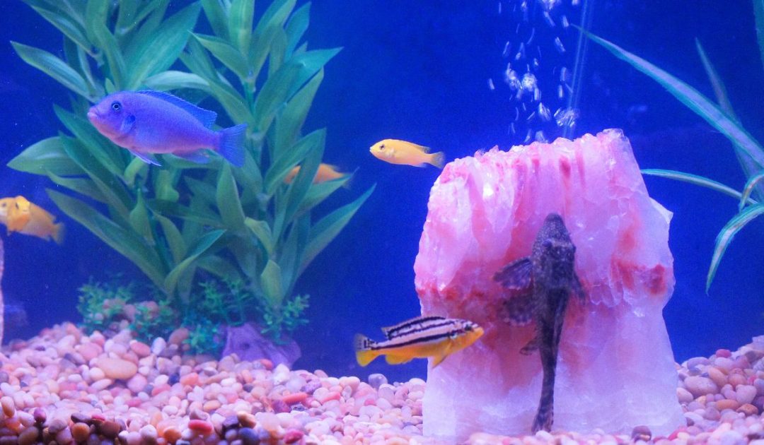 Can You Cycle a Fish Tank in 24 Hours? Fastest Way to Do It! – Nayturr