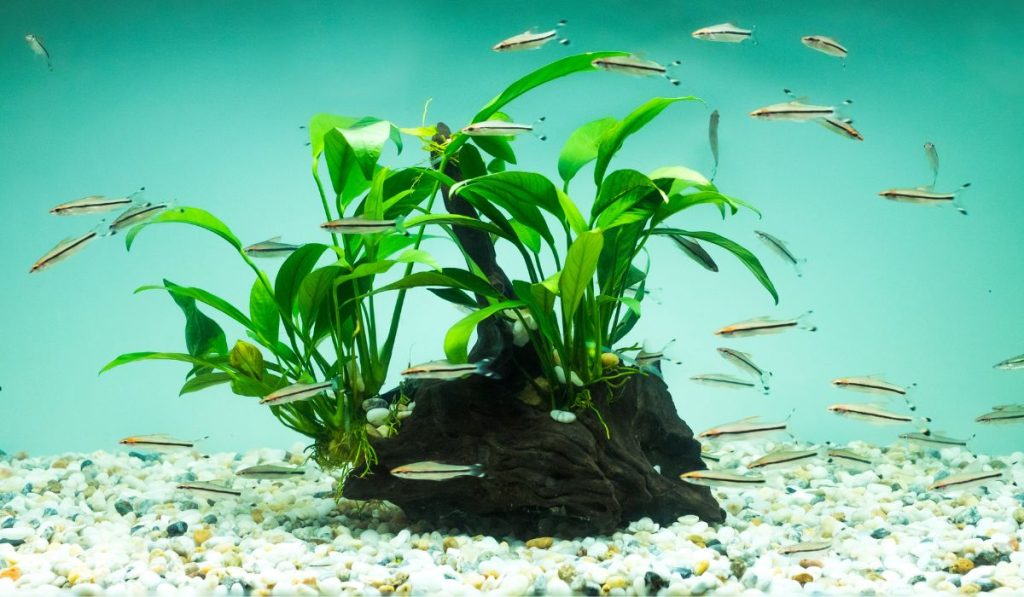 Can You Cycle a Fish Tank in 24 Hours? Fastest Way to Do It! – Nayturr