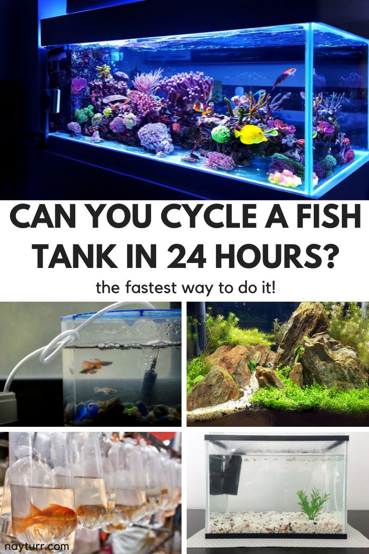 Can You Cycle a Fish Tank in 24 Hours? Fastest Way to Do It! – Nayturr
