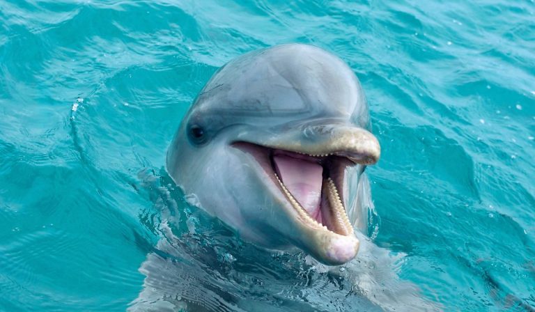 Are Dolphins Smarter Than Humans? Dolphin Intelligence Facts – Nayturr