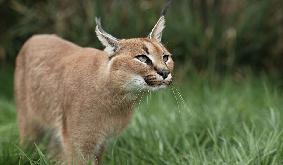 Which Big Cats Can Be Domesticated? Details Explained – Nayturr