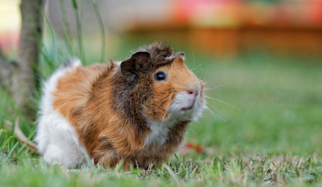 Why Guinea Pigs Poop So Much What To Do About It Nayturr Why Guinea Pigs Poop So Much What To Do About It Nayturr