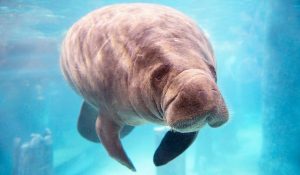 10 Animals with No Legs: What They’re Called & How They Move – Nayturr