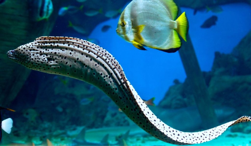 10 Animals with No Legs: What They’re Called & How They Move – Nayturr