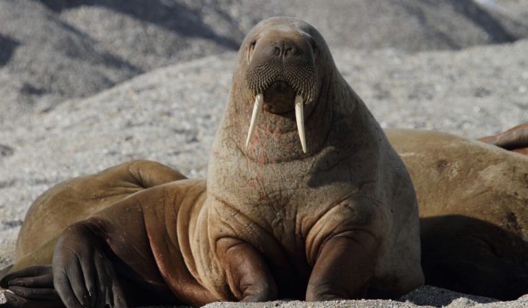 10 Animals with No Legs: What They’re Called & How They Move – Nayturr