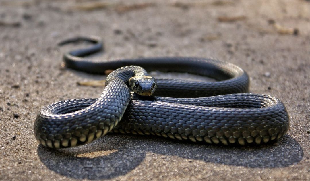 10 Animals with No Legs: What They’re Called & How They Move – Nayturr