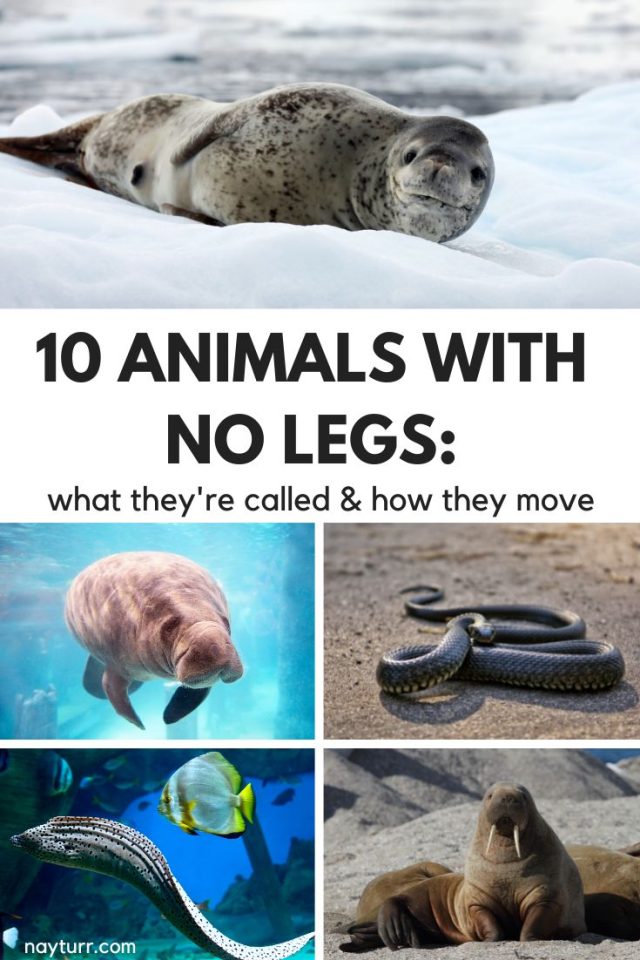 10 Animals with No Legs: What They’re Called & How They Move – Nayturr