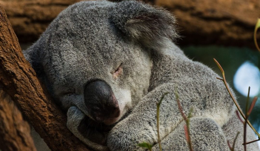 11 Animals Without A Tail & Why They Don’t Need One – Nayturr