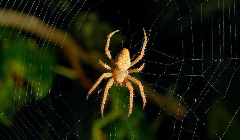 11 Animals Without A Tail & Why They Don’t Need One – Nayturr