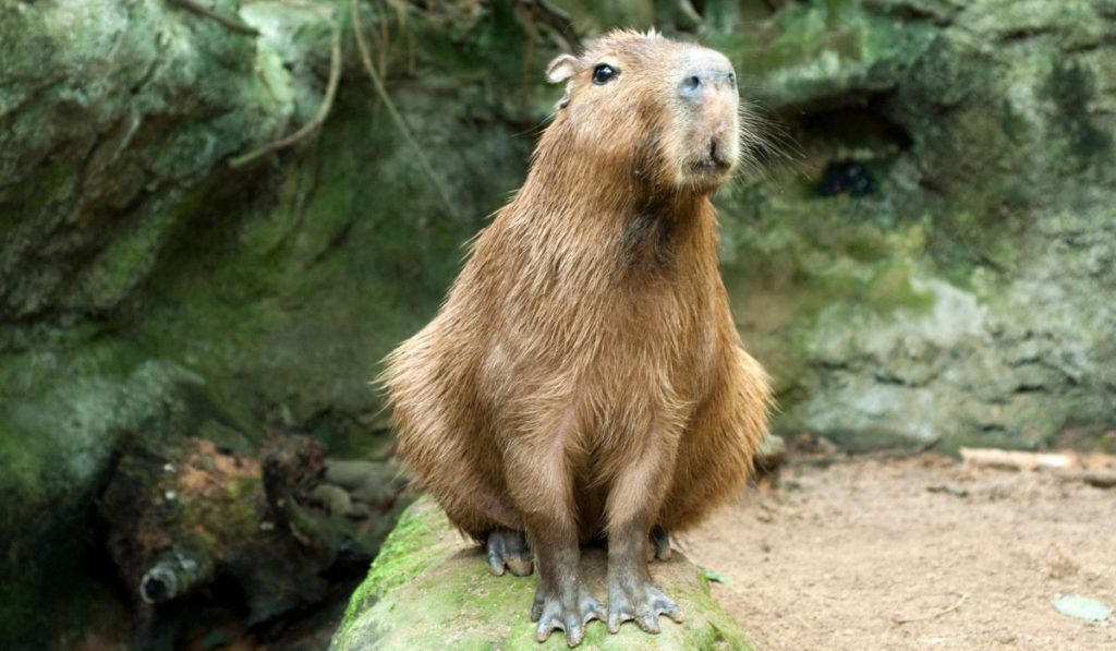 11 Animals Without A Tail & Why They Don’t Need One – Nayturr