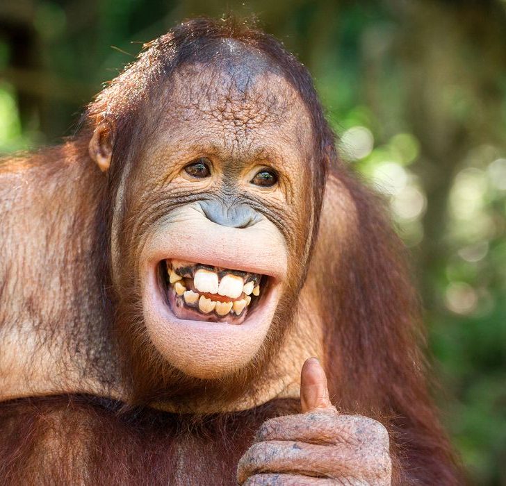 Which Apes are the Smartest? Top 7 from the Smartest – Nayturr