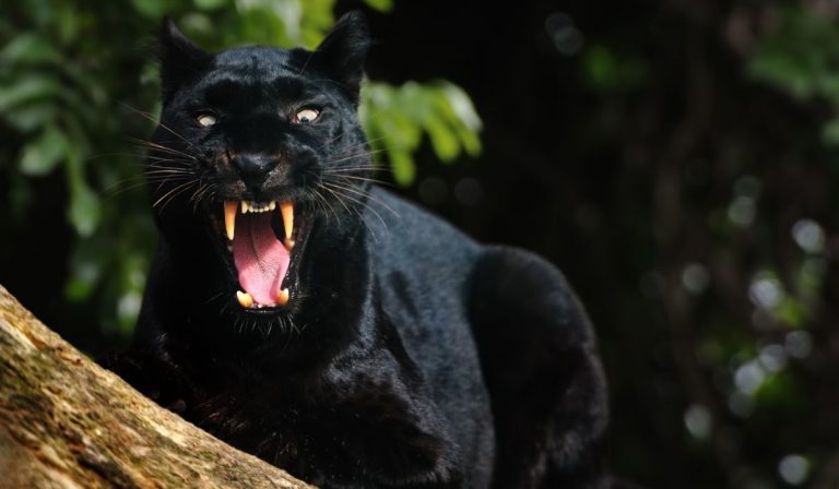 Can Panthers Be Domesticated? Can They Live With Humans? – Nayturr