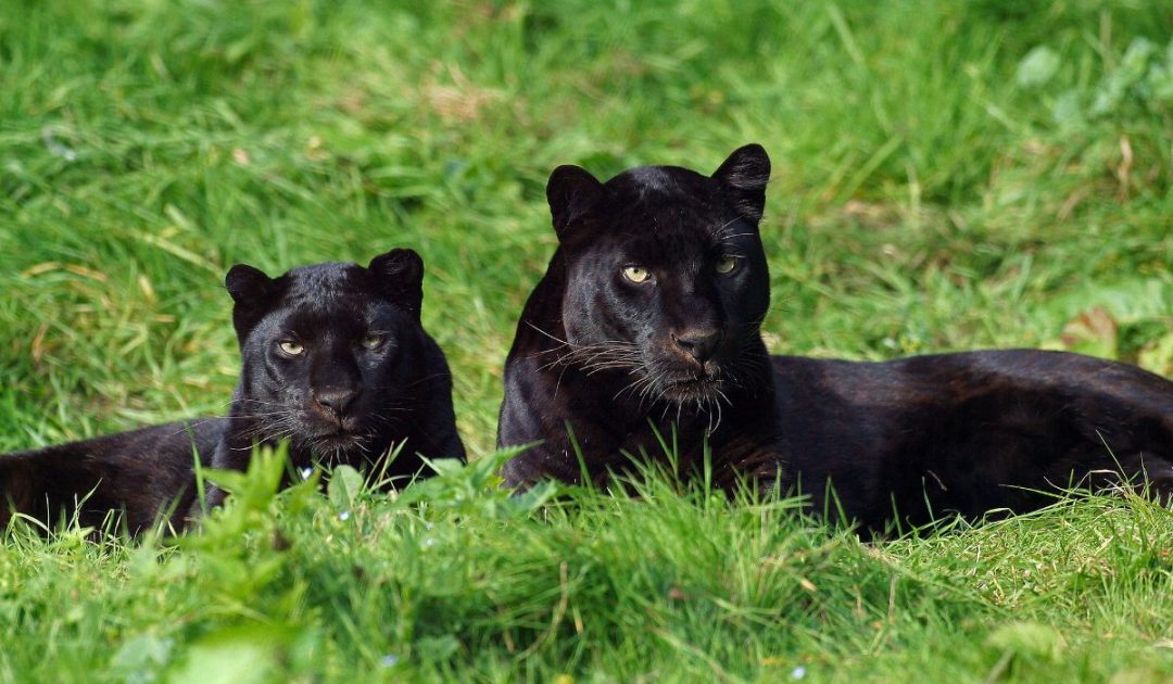Can Panthers Be Domesticated? Can They Live With Humans? – Nayturr