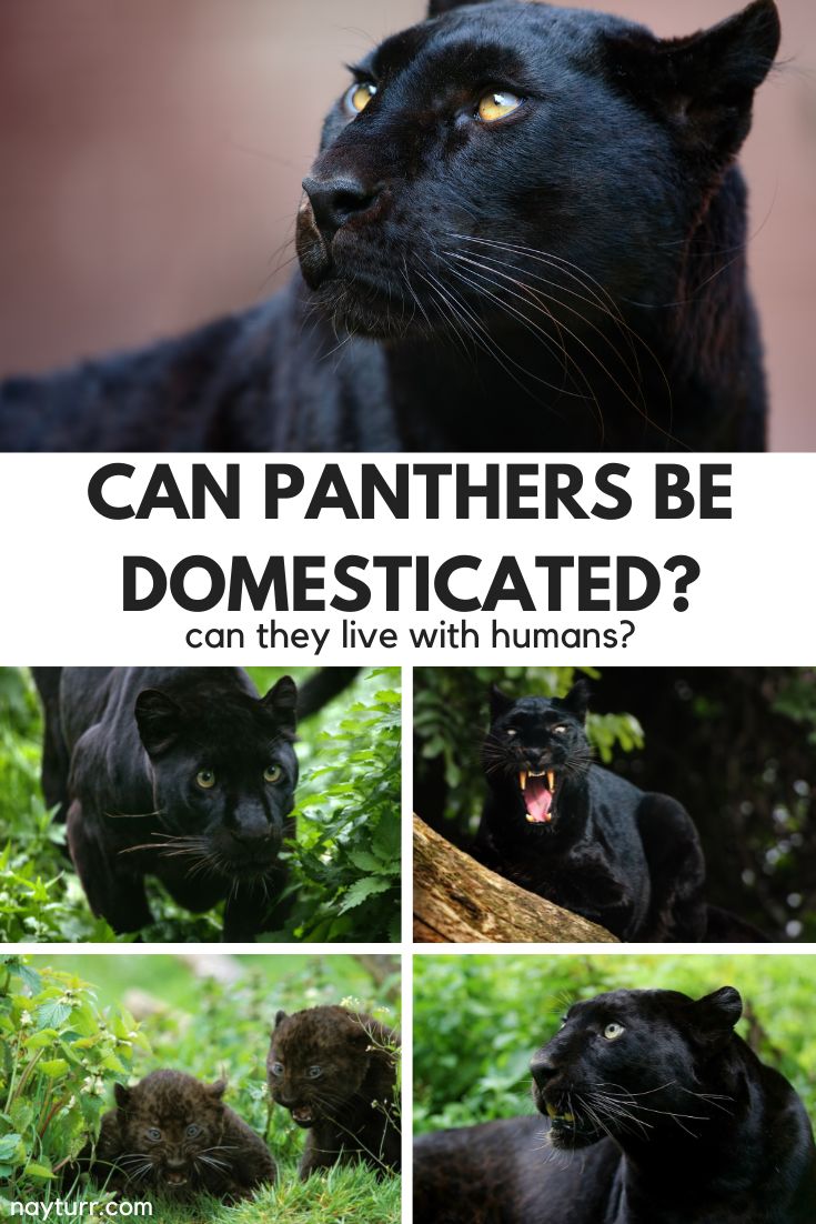 Can Panthers Be Domesticated? Can They Live With Humans? – Nayturr