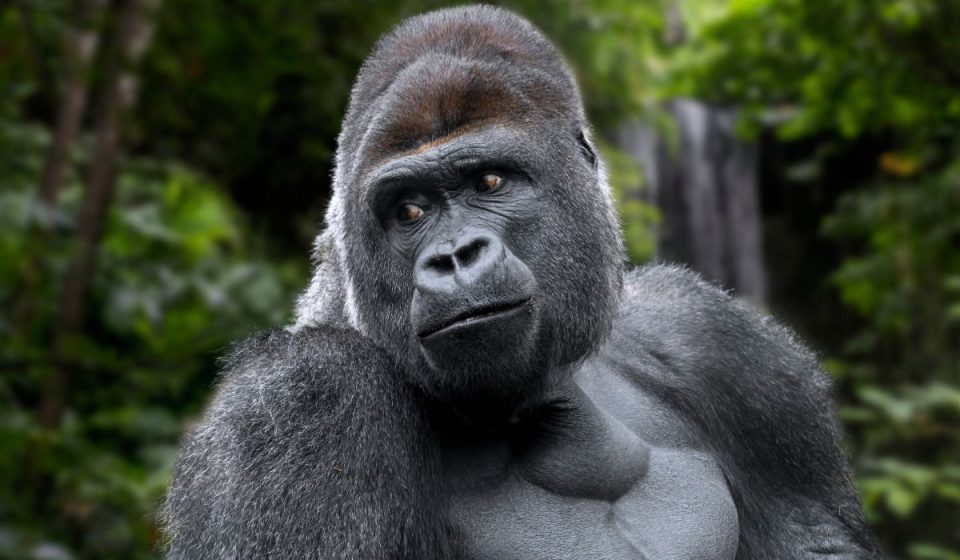 Which Apes are the Smartest? Top 7 from the Smartest – Nayturr