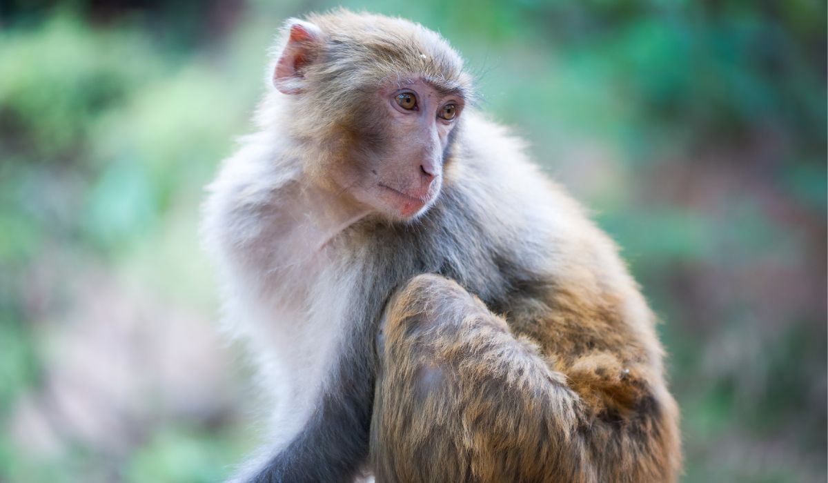 Which Apes are the Smartest? Top 7 from the Smartest – Nayturr