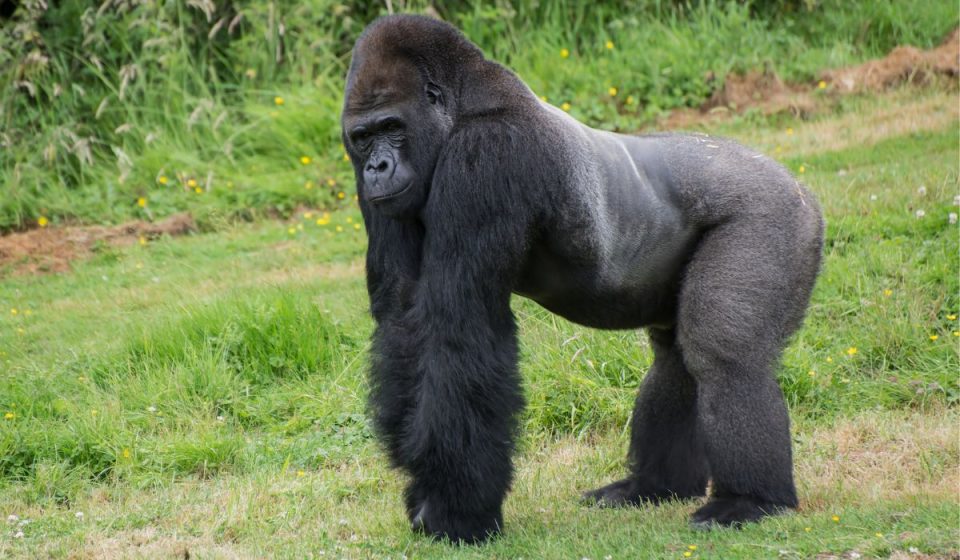 Which Apes Are the Strongest? Top 5 From the Strongest – Nayturr