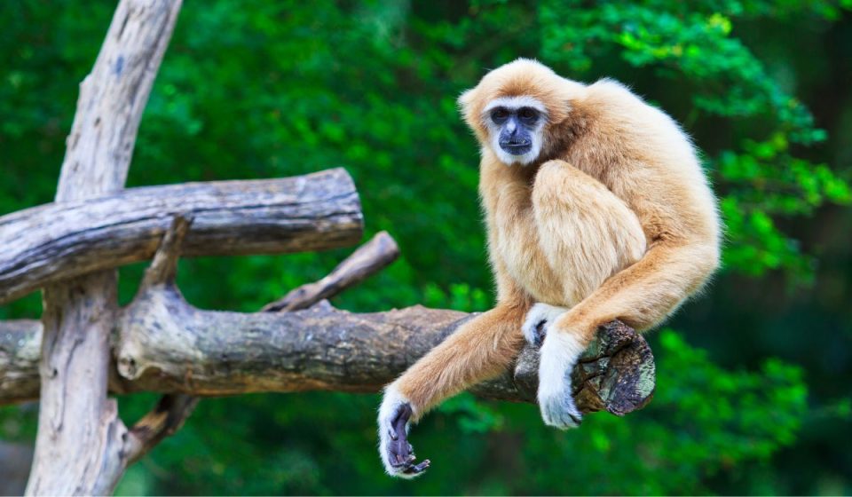 Which Apes Are the Strongest? Top 5 From the Strongest – Nayturr