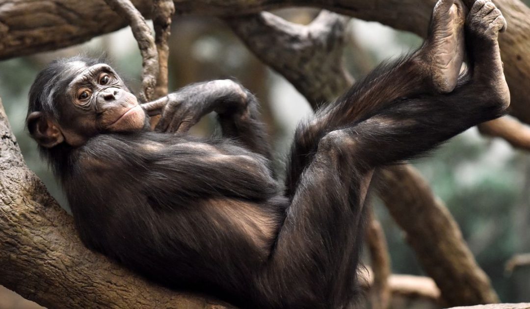 Which Apes Are the Strongest? Top 5 From the Strongest – Nayturr