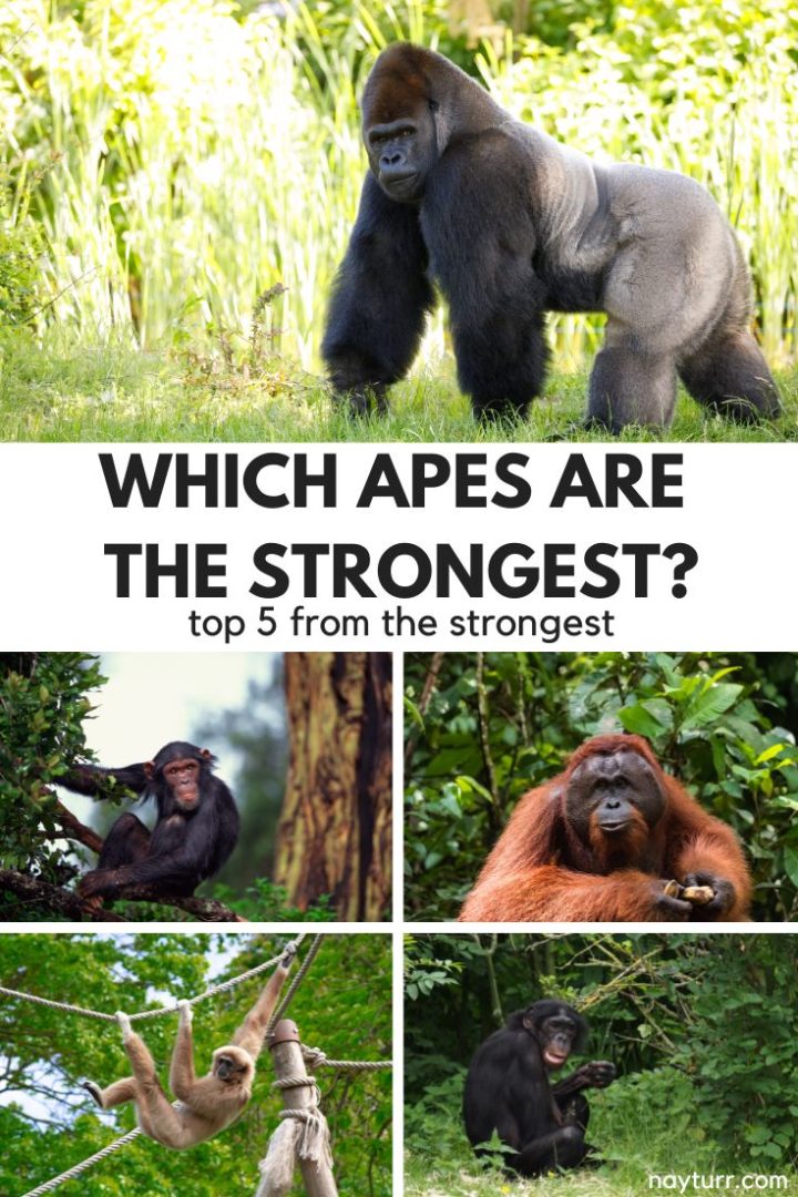 Which Apes Are the Strongest? Top 5 From the Strongest – Nayturr