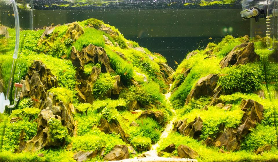 How to Know When Your Aquarium Is Cycled: 6 Signs to Look For – Nayturr